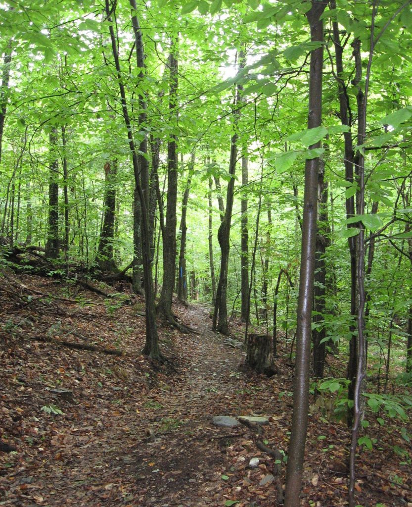 Woods Wanderer » awareness